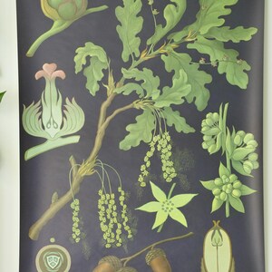 Vintage OAK TREE School Chart Jung Koch Quentell Original Educational ...