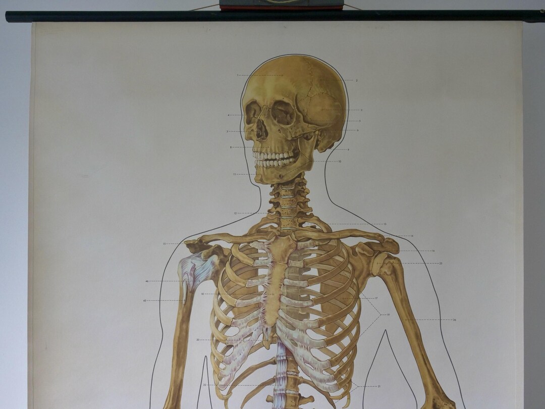 Vintage SKELETON School CHART Dr. Te Neues 50s Original Educational ...