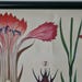 Vintage CLOVE FLOWER Dianthus School Chart HASLINGER Original ...