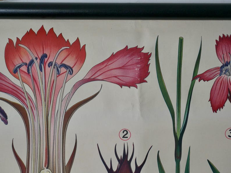 Vintage CLOVE FLOWER Dianthus School Chart HASLINGER Original ...