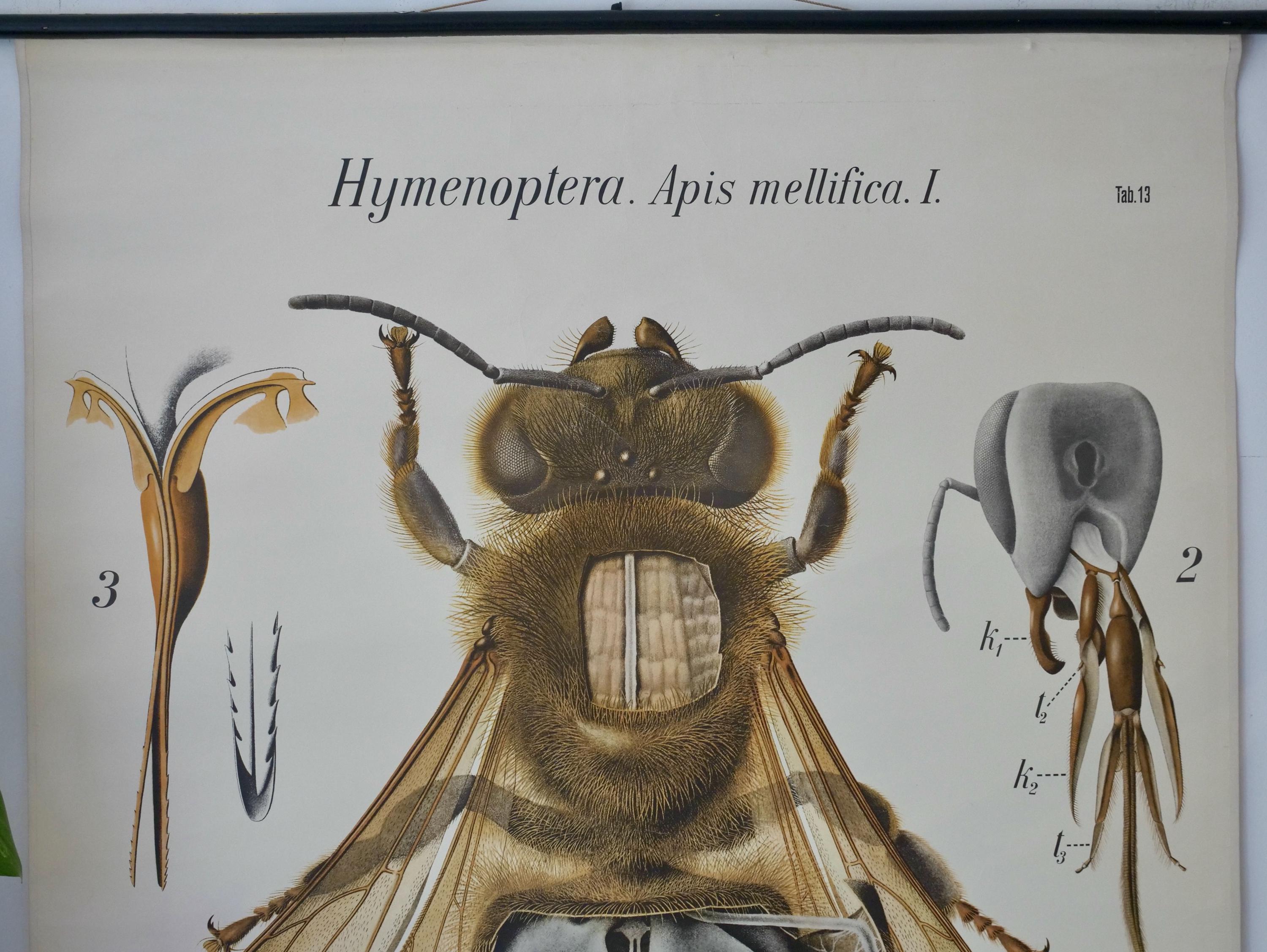 Vintage School Chart PFURTSCHELLER BEE Hymenoptera Apis Mellificia ...