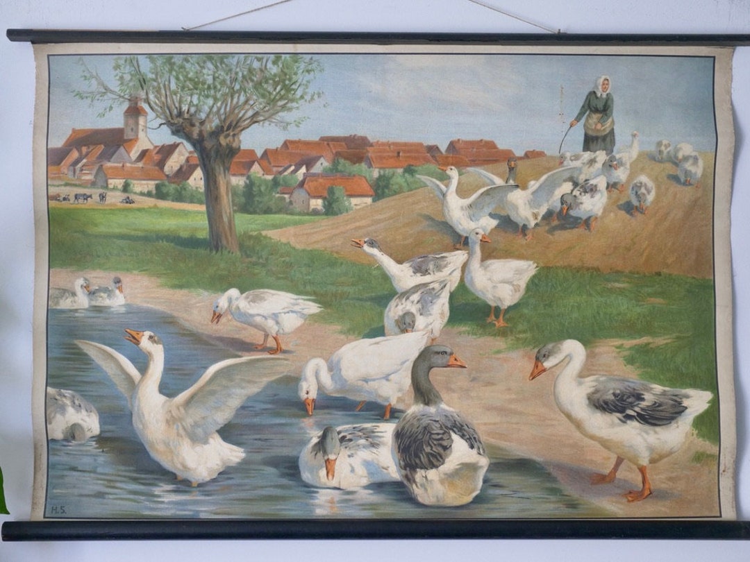 Vintage GOOSE School Meinhold & Söhne 1910 Original Educational Chart ...