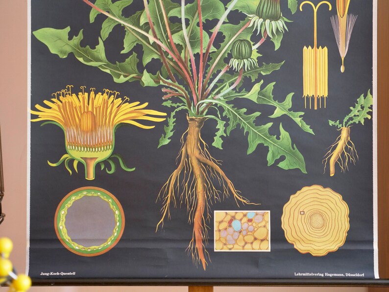 Vintage DANDELION School Chart Jung Koch Quentell Original - Etsy