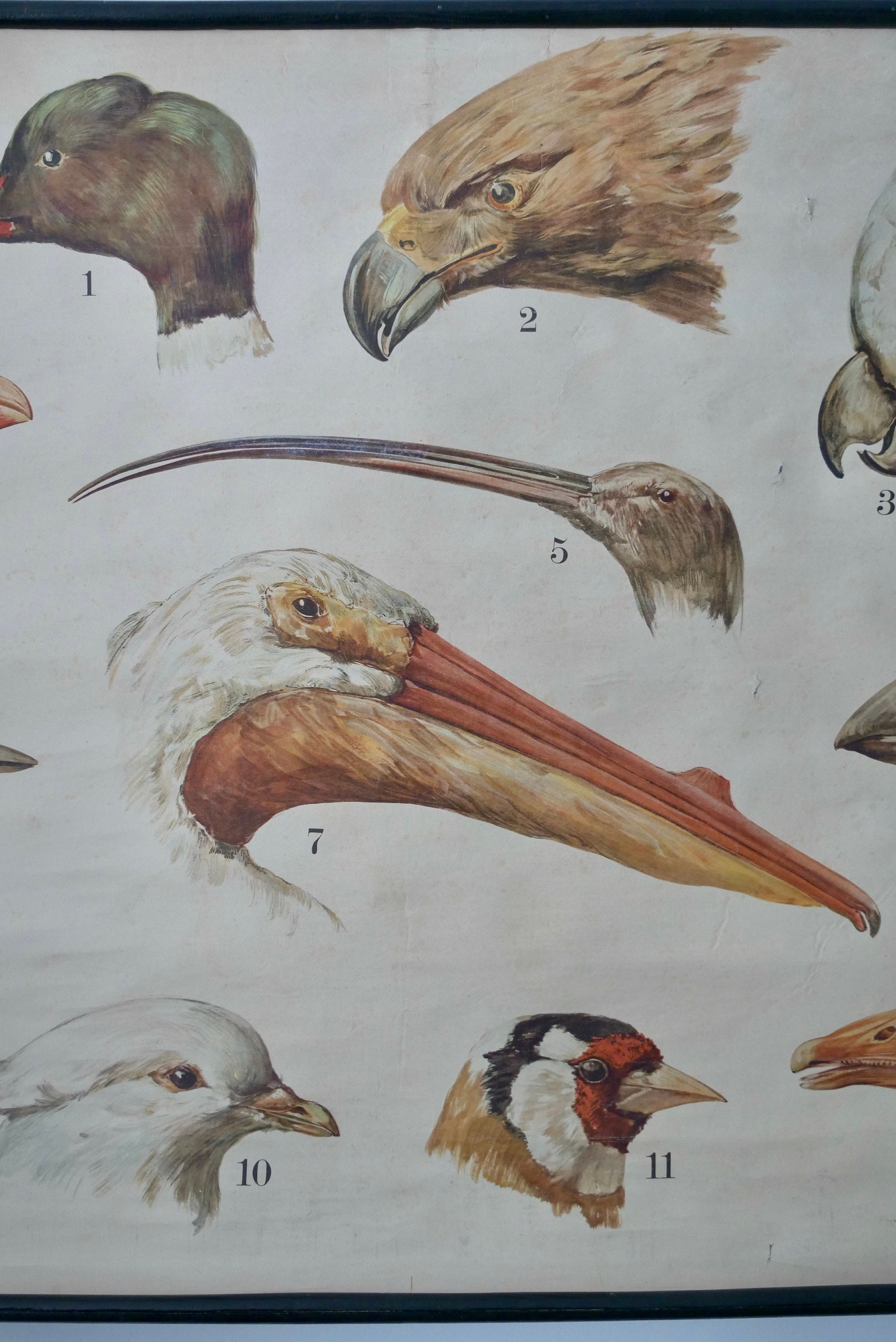 Vintage School CHART BIRD Beaks Lithograph Schreiber Verlag 1900 ...