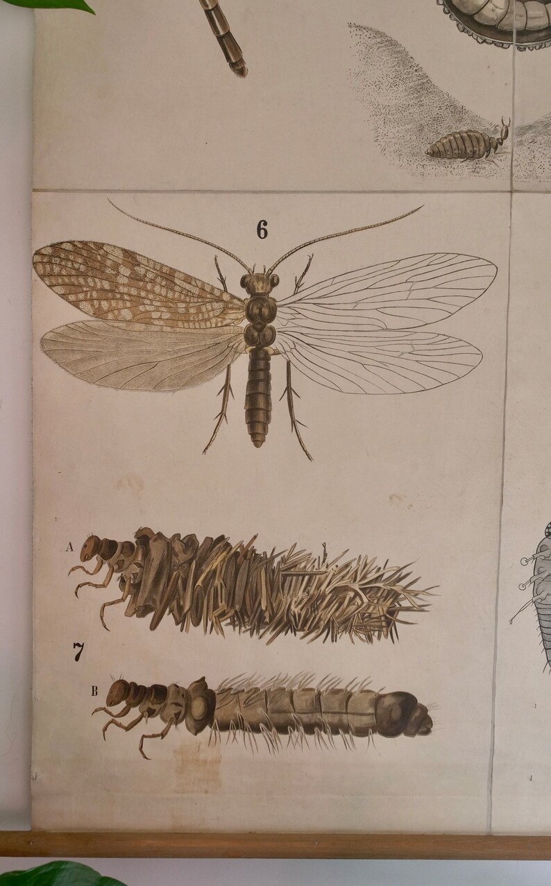 Vintage School Chart Arthropoda. Insecta NEUROPTERA DR.LEUCKART ...