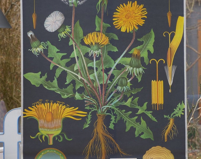 Vintage DANDELION School Chart Jung Koch Quentell Original Educational ...
