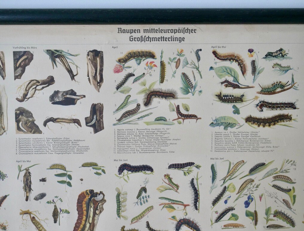 Vintage School CHART CATERPILLARS of Butterflies GRASER Schreiber ...