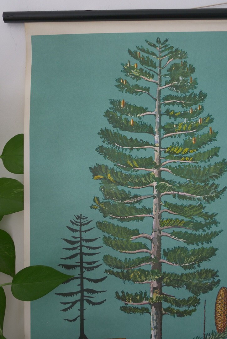 Vintage CONIFER TREES School Chart TELLUS Verlag Original Educational ...