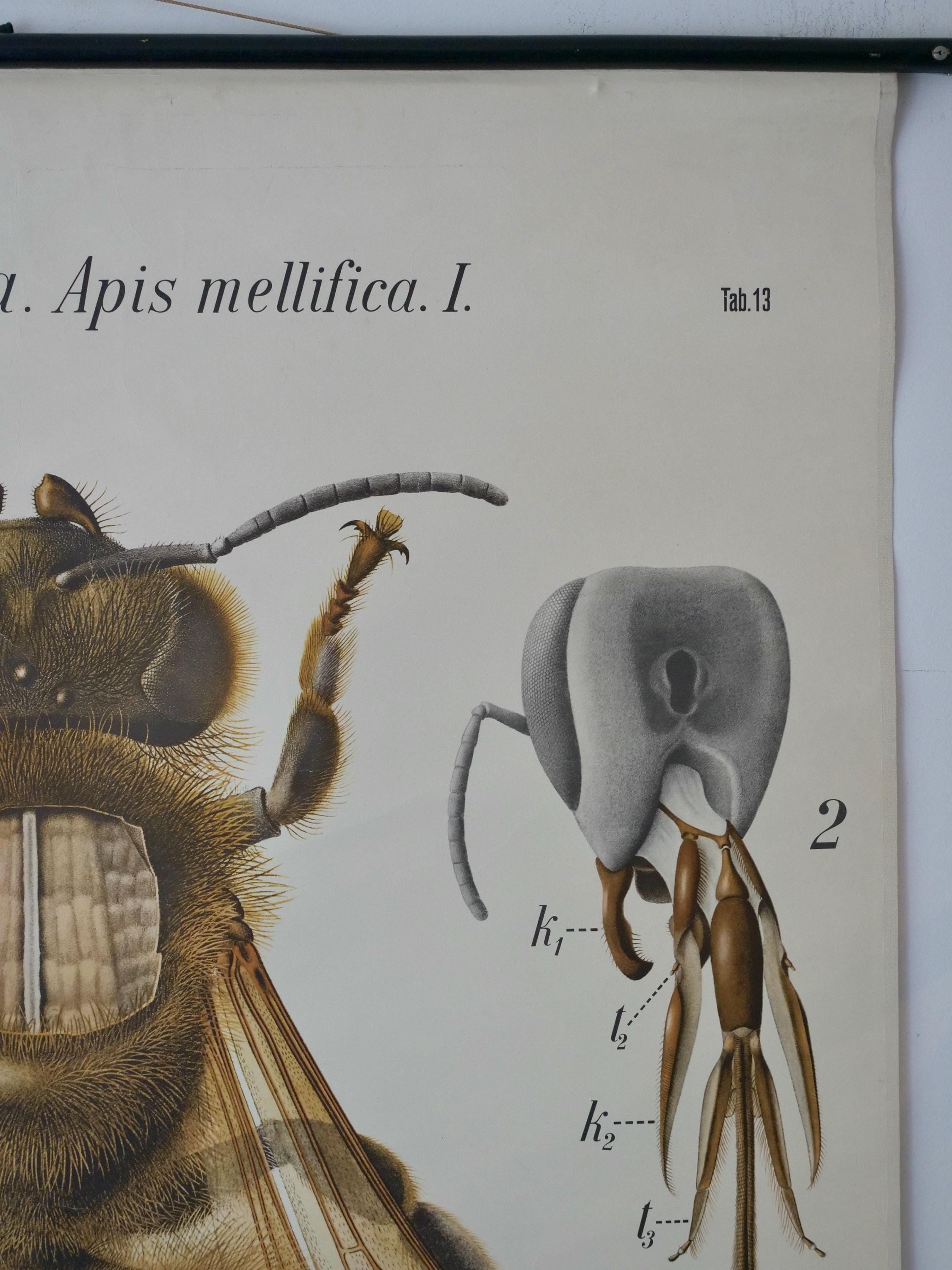 Vintage School Chart PFURTSCHELLER BEE Hymenoptera Apis Mellificia ...