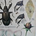 Vintage School Chart APPLE Blossom WEEVIL Original Educational Chart - Etsy