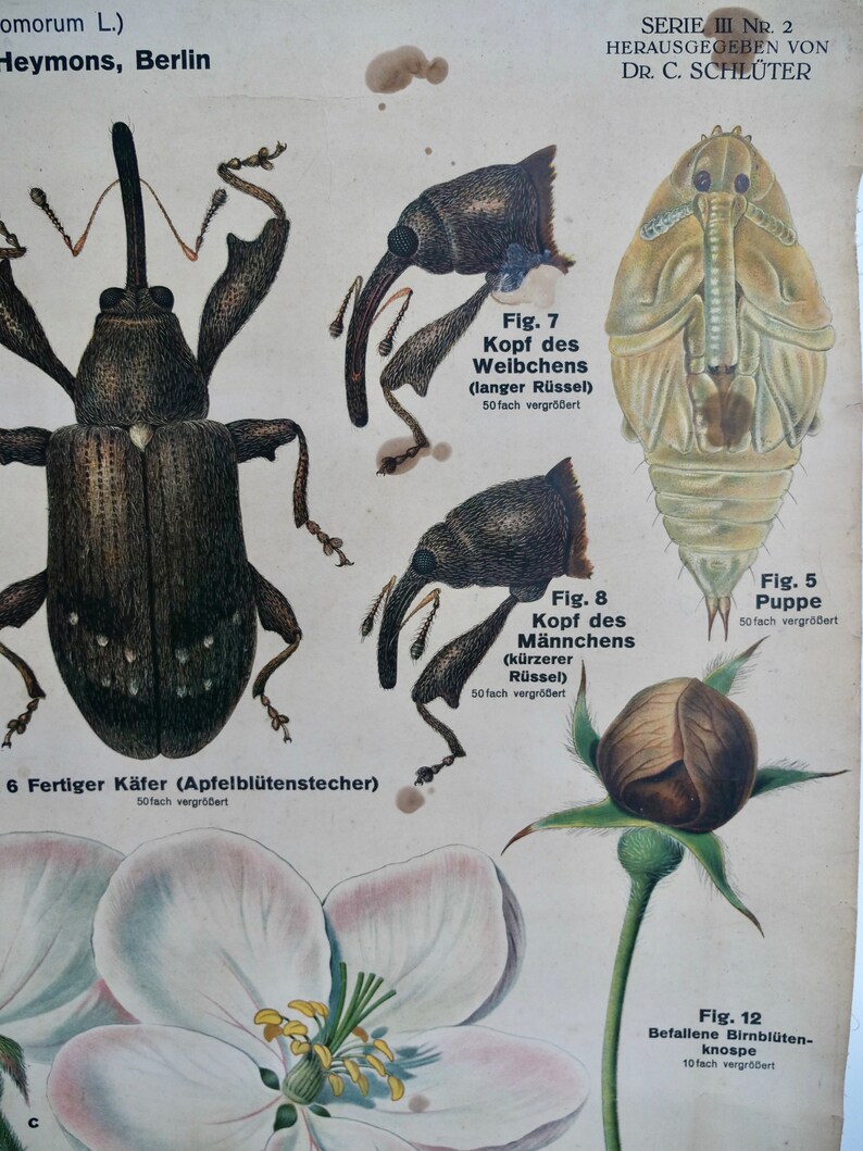 Vintage School Chart APPLE Blossom WEEVIL Original Educational Chart - Etsy