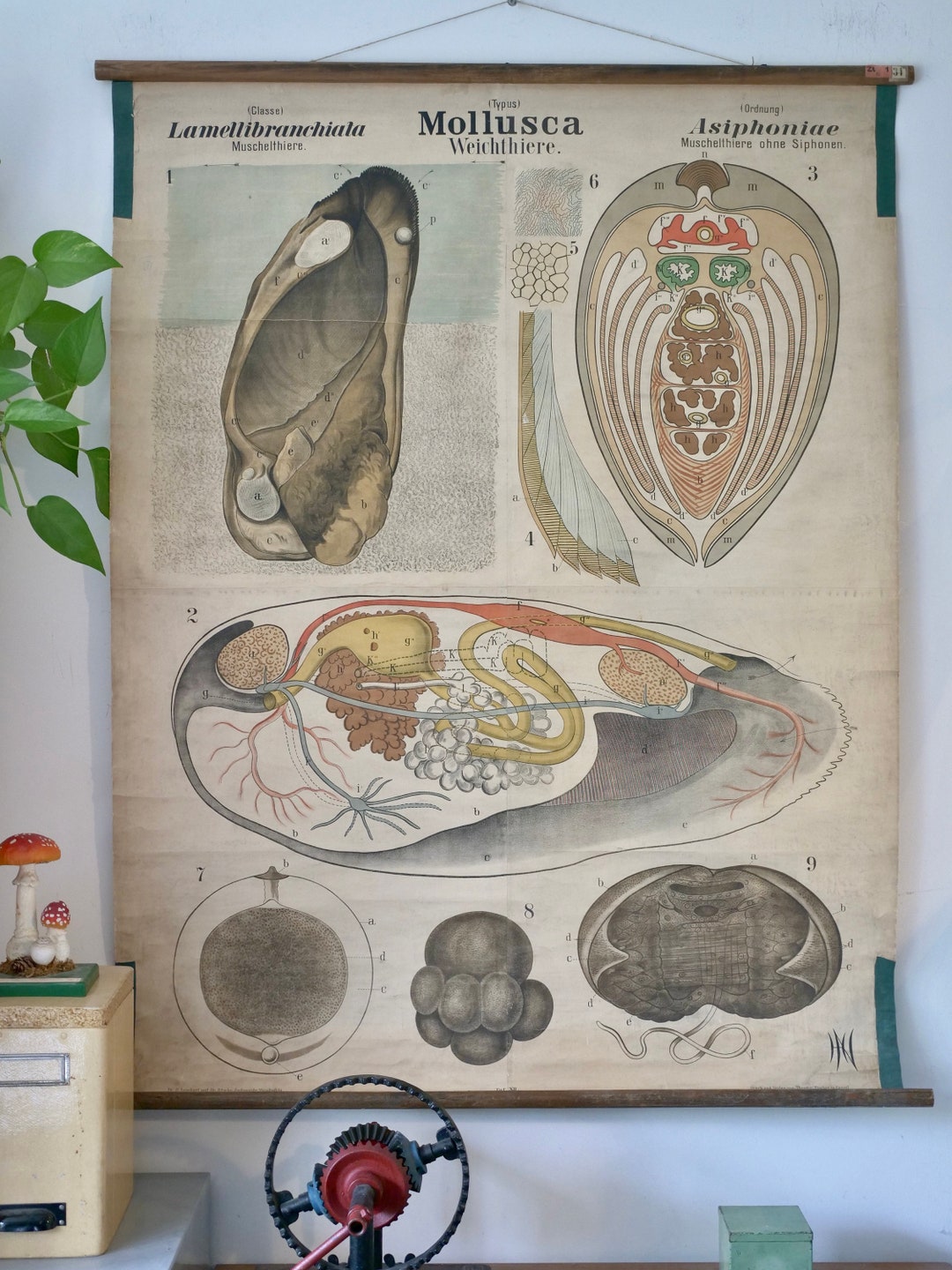 Vintage School Chart MOLLUSCA, Lamellibanchiata, Asiphoniaedr.leuckart ...