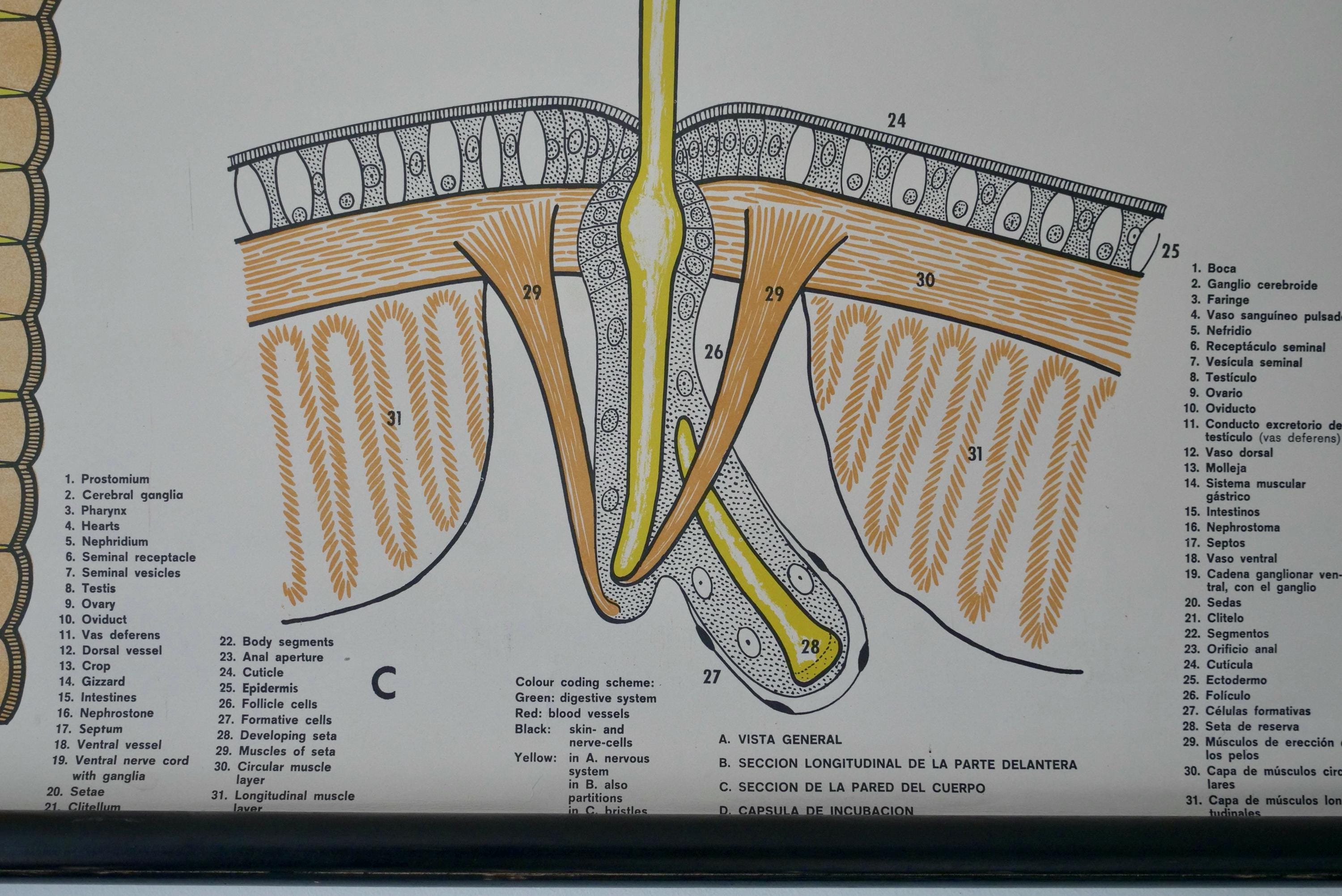 Vintage English School Chart EARTHWORM Original Educational Chart - Etsy