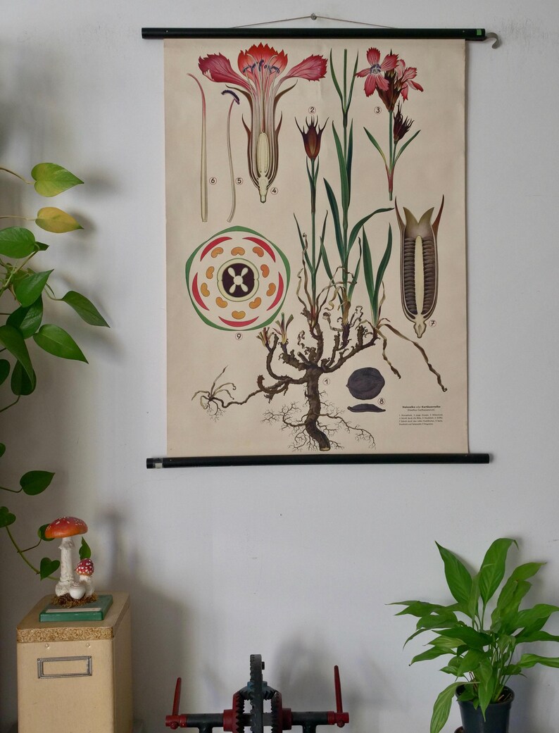 Vintage CLOVE FLOWER Dianthus School Chart HASLINGER Original ...