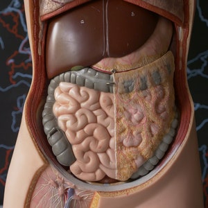 Vintage HUMAN TORSO Somso Educational Model - Etsy