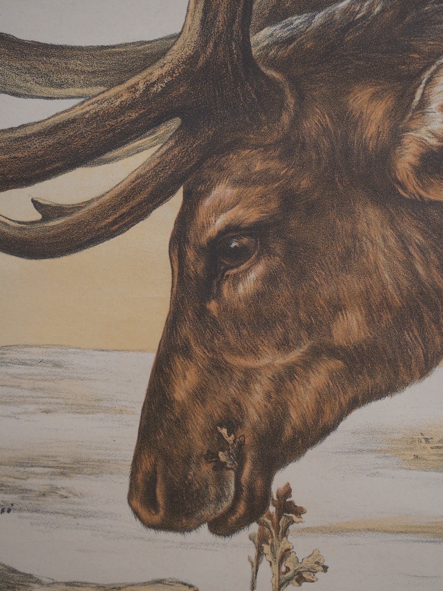 Vintage School Chart Reindeer Engleder Tarandus Rangifer Original ...