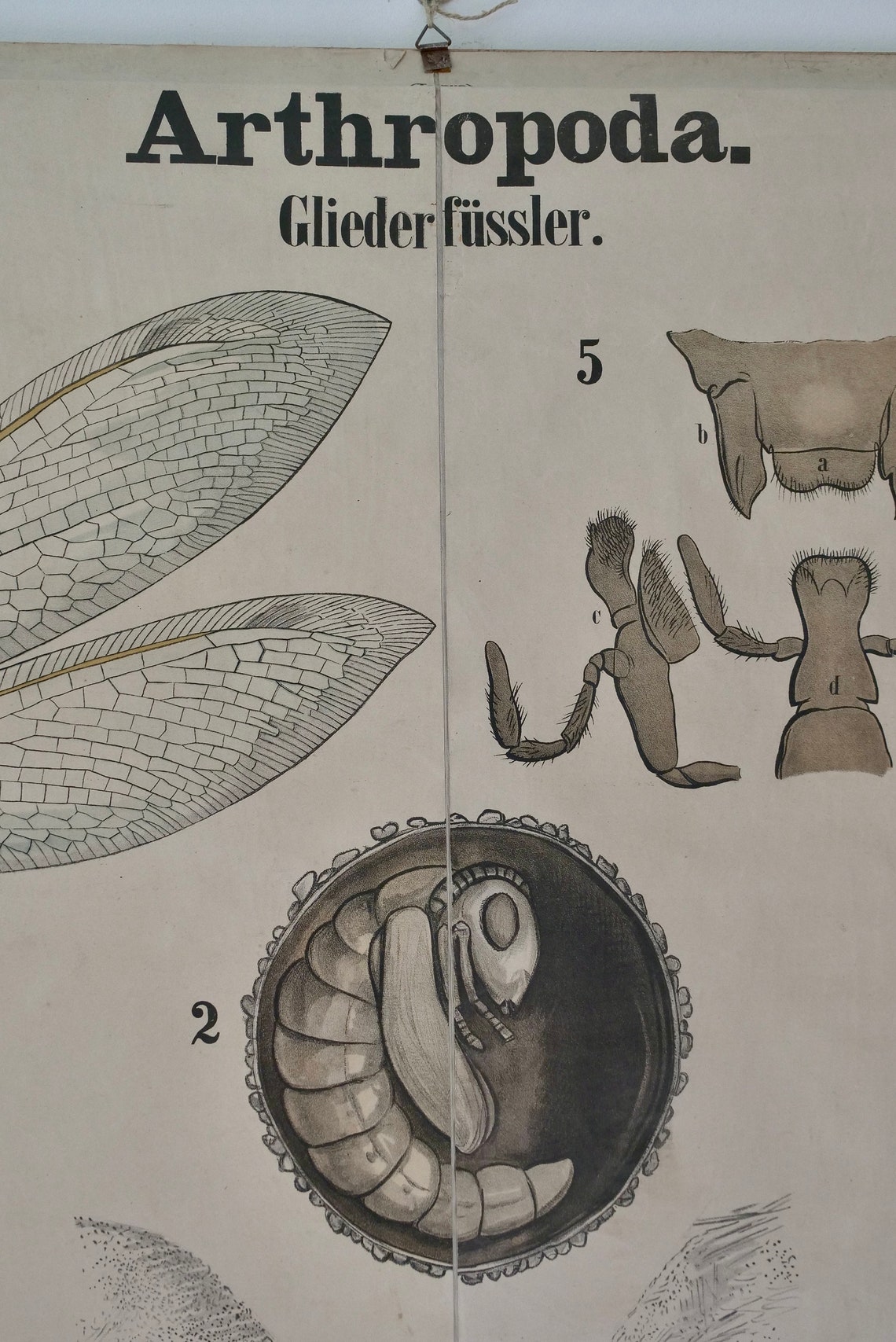 Vintage School Chart Arthropoda. Insecta NEUROPTERA DR.LEUCKART ...