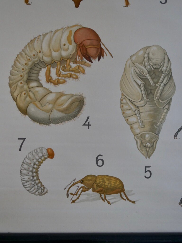 Vintage School Chart BEETLES I Westermann Original Educational Chart - Etsy