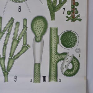 Vintage GREENALGAE TAB.V School Chart Pr.dr. M. Schmidt Original ...