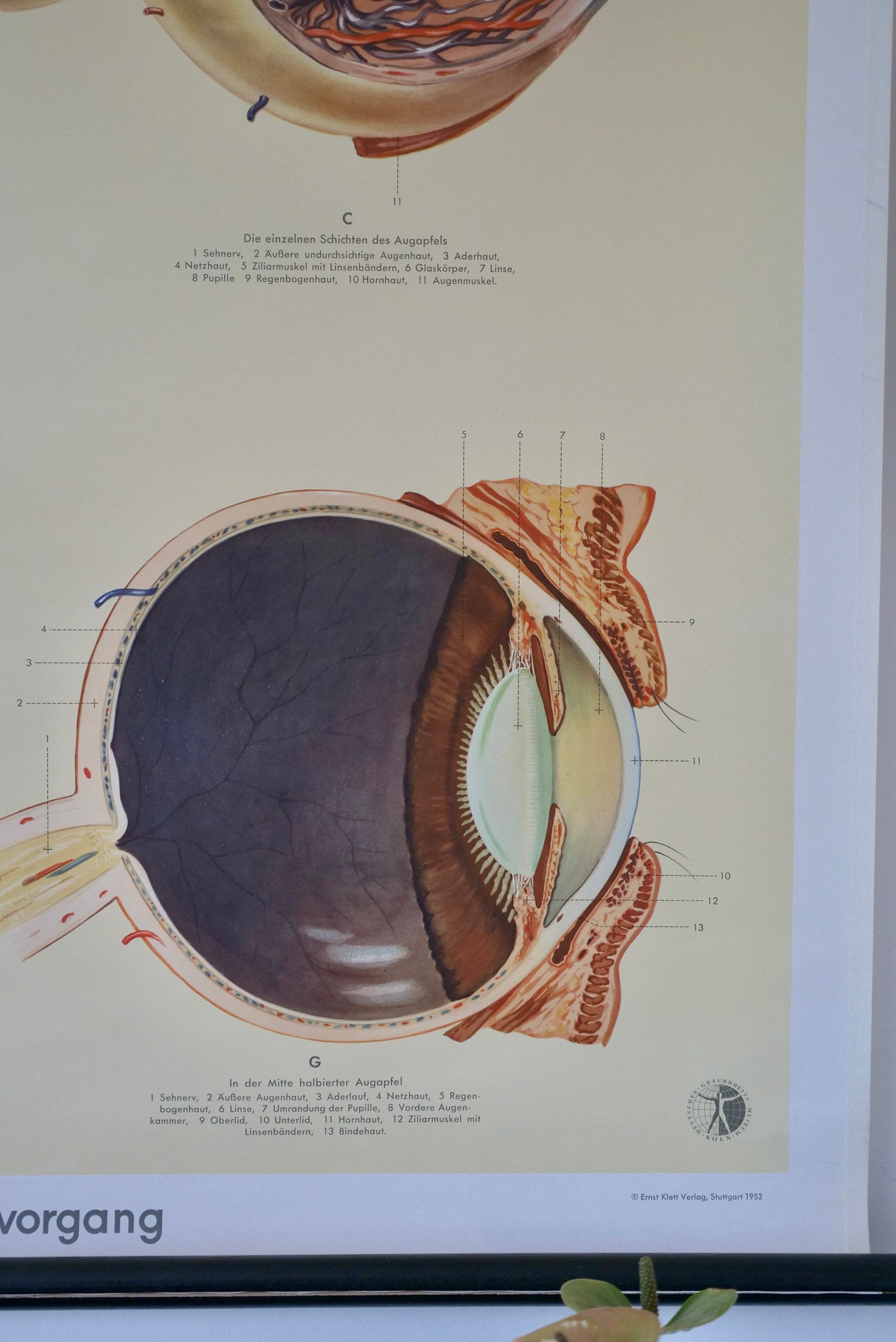 Vintage THE EYE School CHART Ernst Klett 50s Original Educational Chart ...