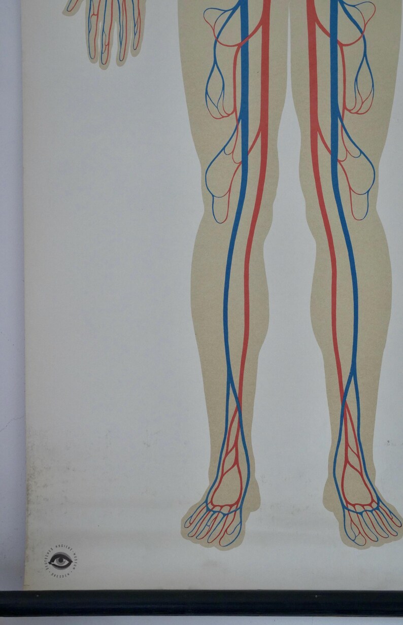 Vintage HEART BLOOD Circulation School Chart HYGIENEMUSEUM Dresden 60s ...