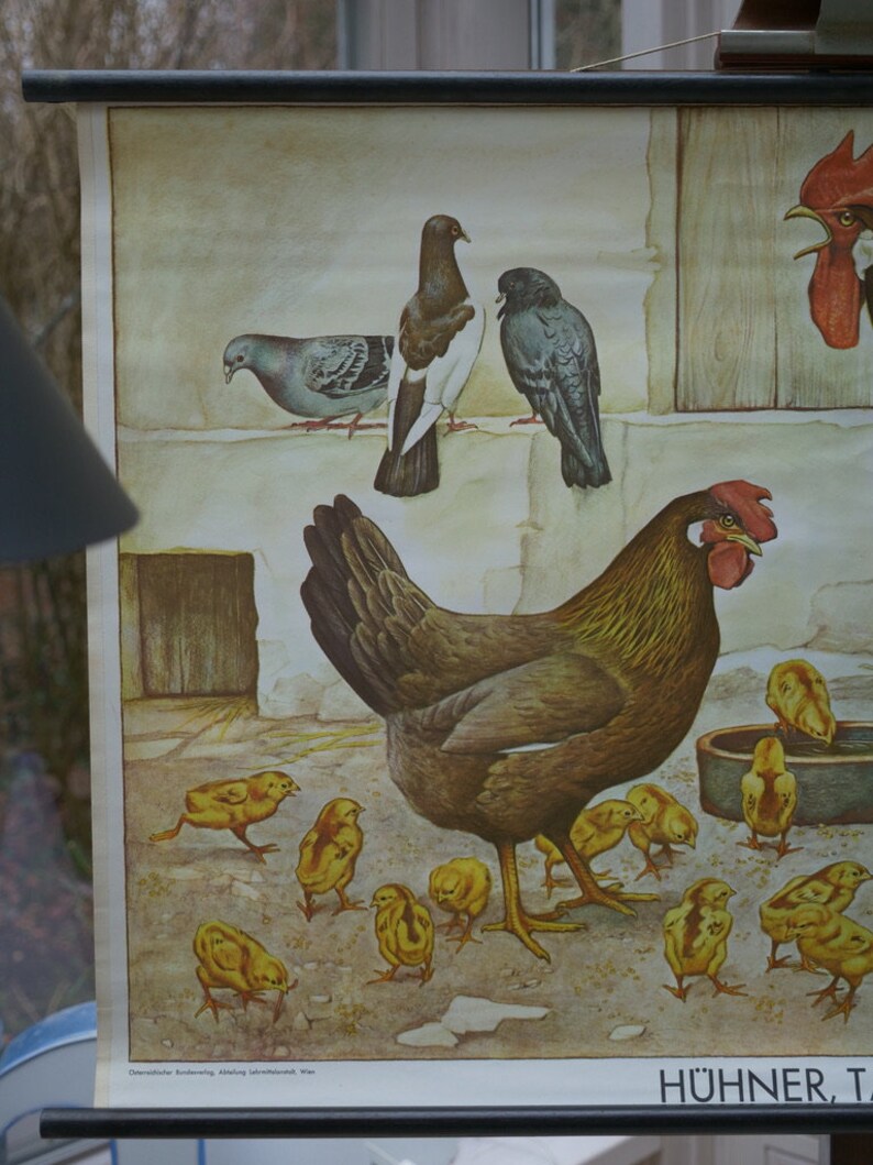 CHICKEN and PIDGEON Vintage School Chart Adalbert Pilch Original ...