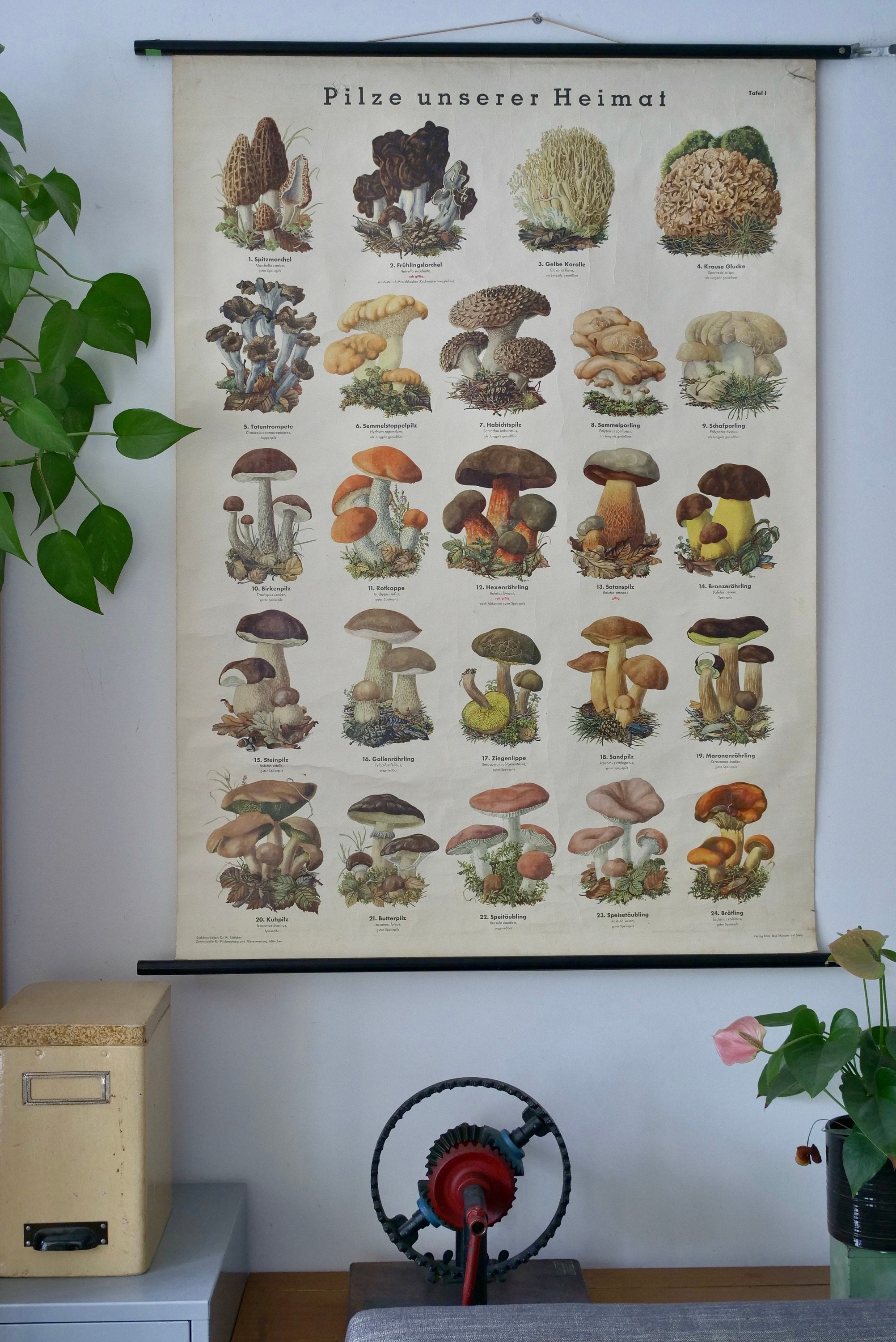 Vintage MUSHROOM School Chart Educational Chart Röhr Verlag - Etsy