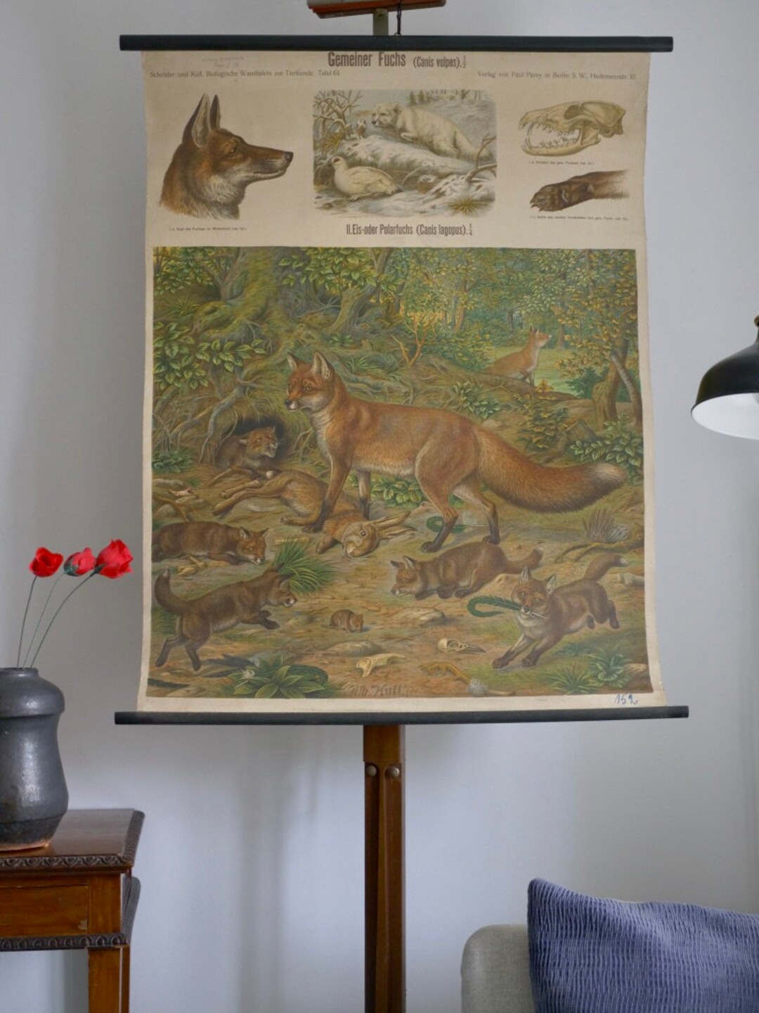 Vintage School Chart FOX - Canis Vulpes Paul PAREY Original Educational ...