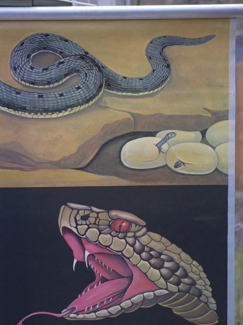 Vintage School Chart SNAKE Jung Koch Quentell Original - Etsy