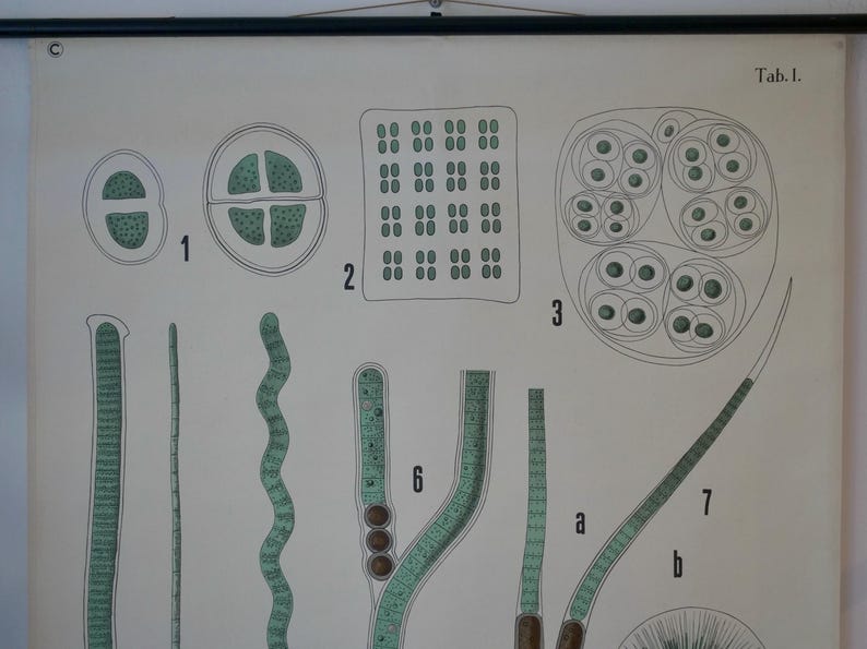Vintage BLUE-GREEN ALGA School Chart Pr.dr. M. Schmidt Original ...