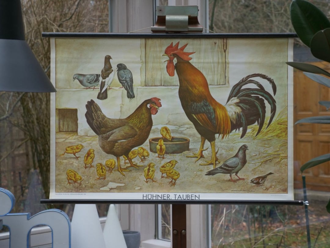 CHICKEN and PIDGEON Vintage School Chart Adalbert Pilch Original ...