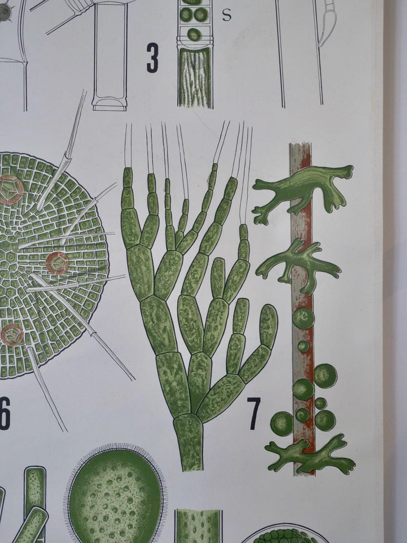 Vintage GREENALGAE TAB.V School Chart Pr.dr. M. Schmidt Original ...