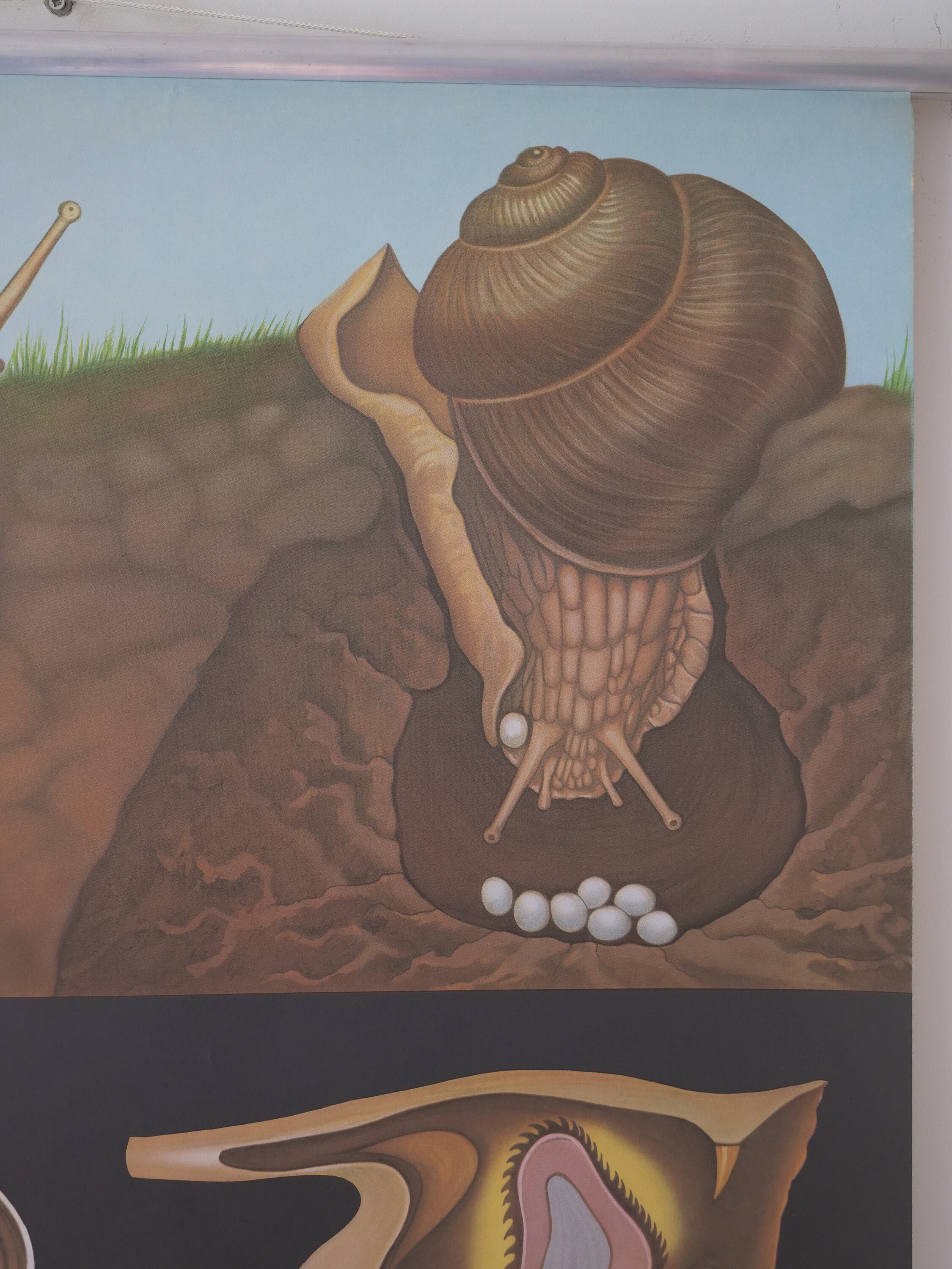 Vintage SNAIL School CHART Jung Koch Quentell Original Educational ...