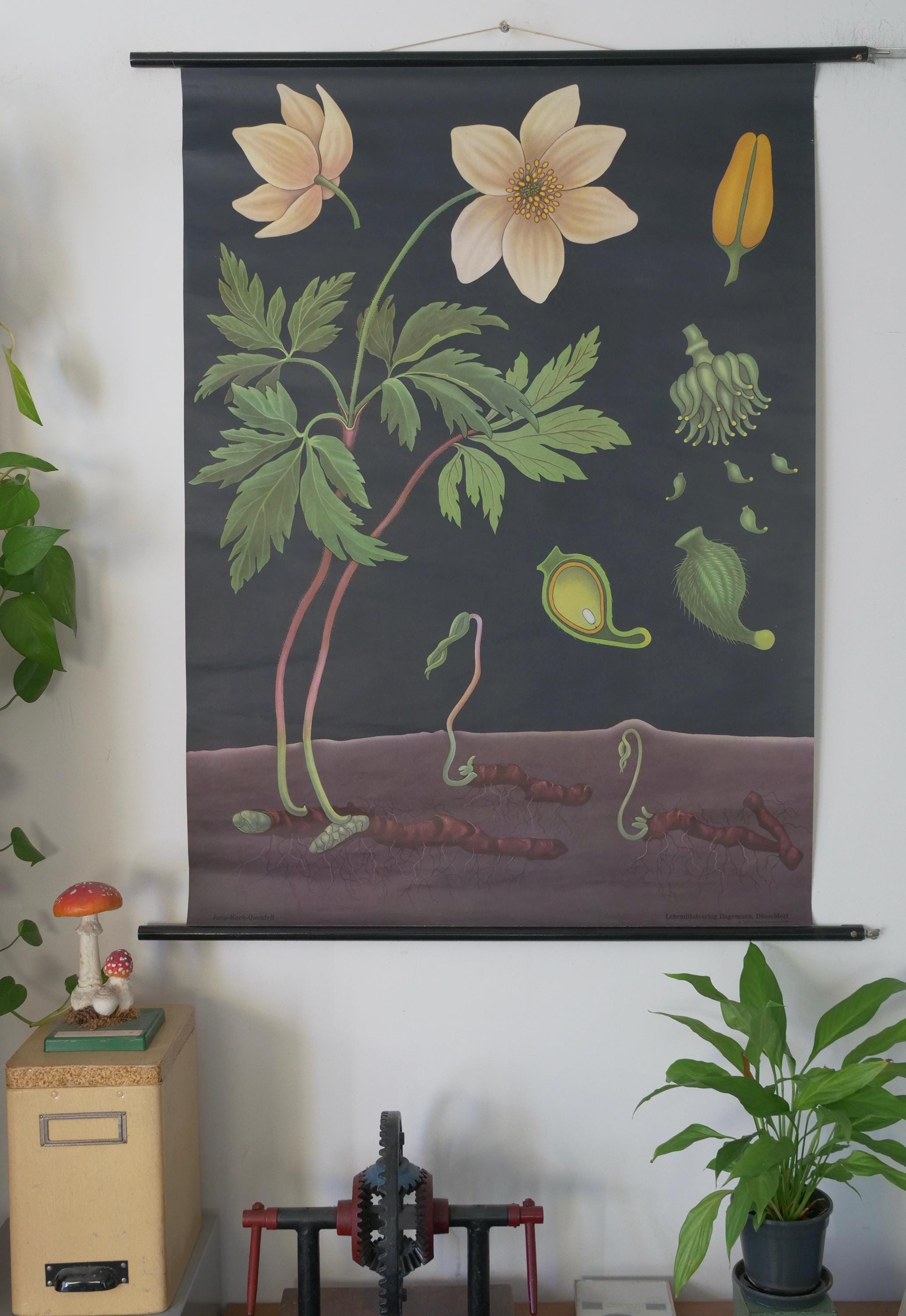 Vintage WOOD ANEMONE School Chart Jung Koch Quentell Original ...
