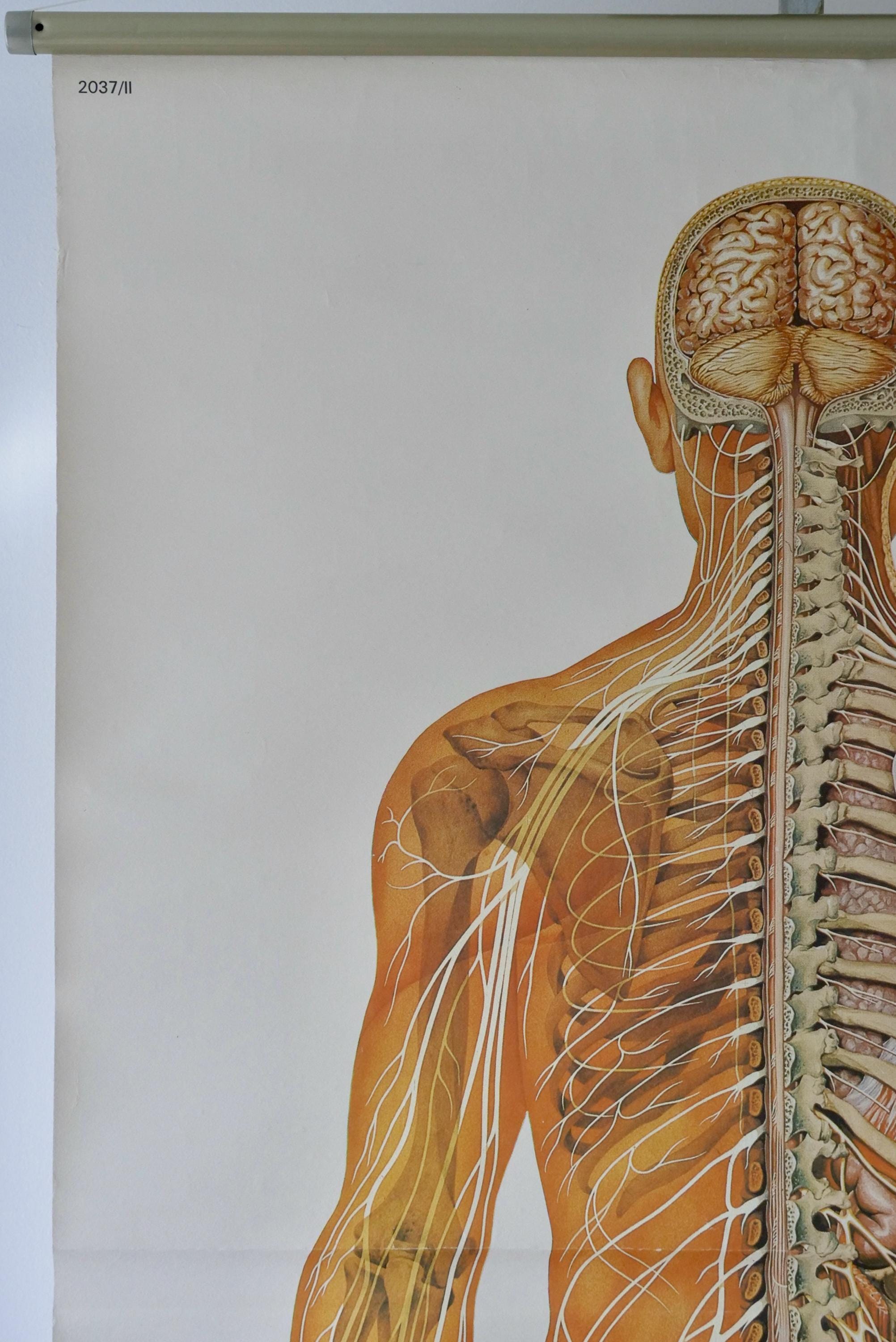 Vintage NERVOUS SYSTEM Back School HYGIENEMUSEUM Dresden 60s Original ...