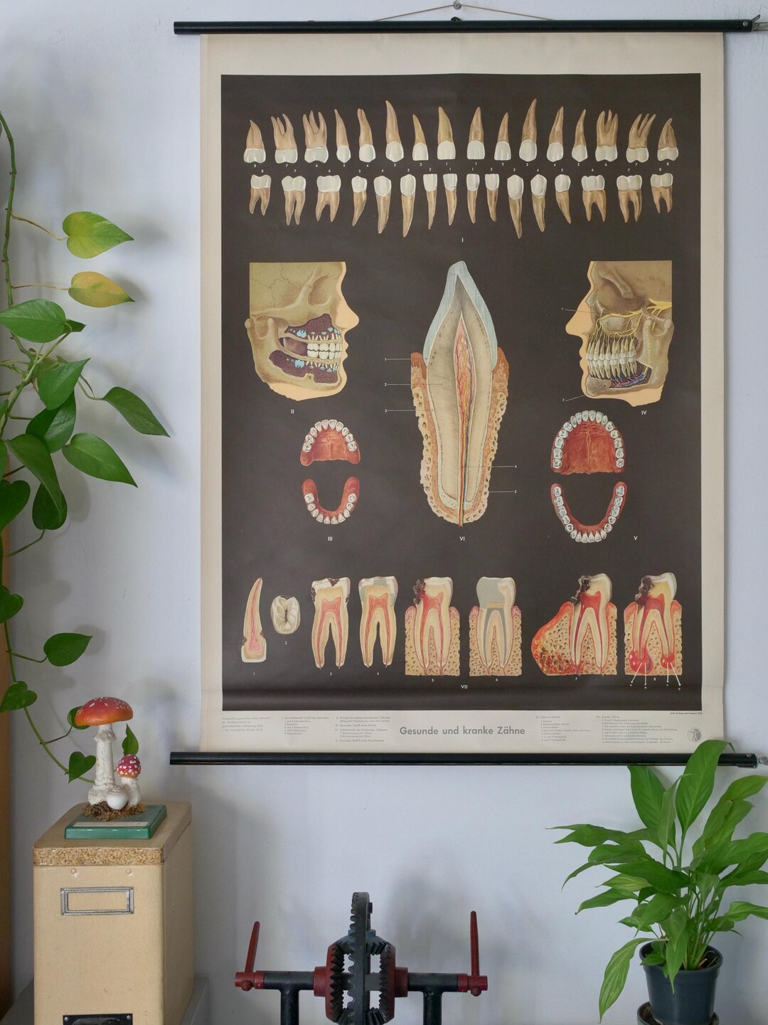 Vintage TEETH School CHART Te Neues 50s Original Educational Chart - Etsy