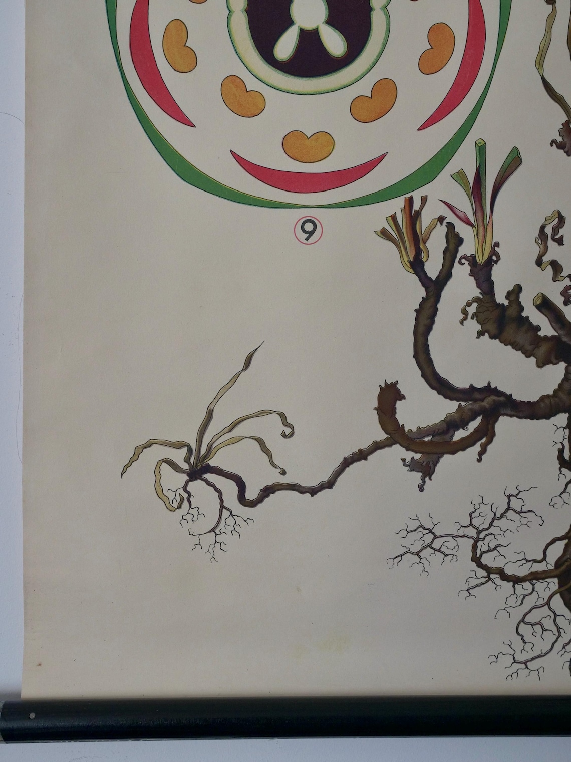 Vintage CLOVE FLOWER Dianthus School Chart HASLINGER Original ...