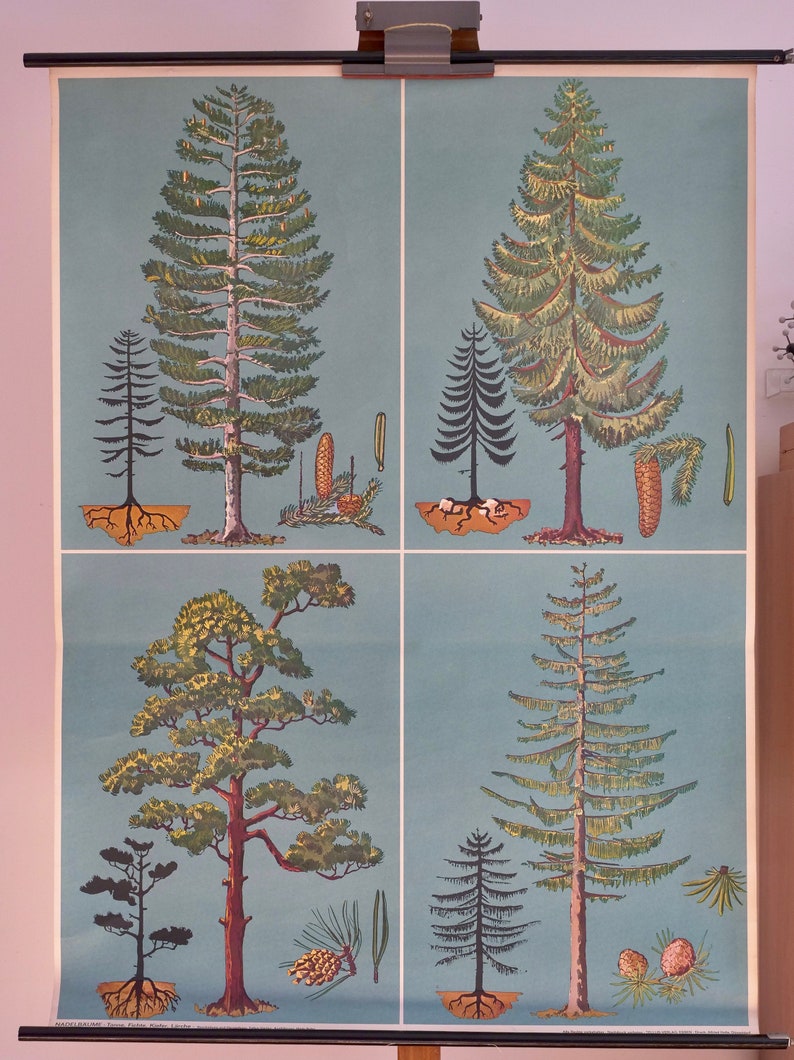 Vintage CONIFER TREES School Chart TELLUS Verlag Original Educational ...