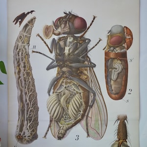 Vintage School Chart - PFURTSCHELLER House Fly - Diptera - Musca ...