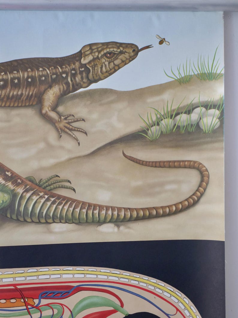 Vintage School Chart LIZARD Jung Koch Quentell Original Educational ...