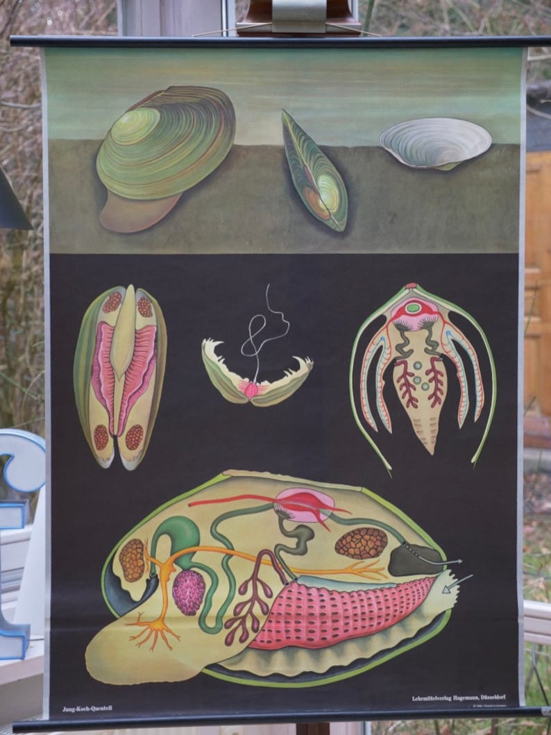 Vintage School Chart FRESH WATER MUSSEL Jung Koch Quentell Original ...