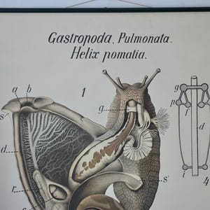 Vintage Snail School Chart – Gastropoda Pulmonata, Helix Pomatia - Etsy