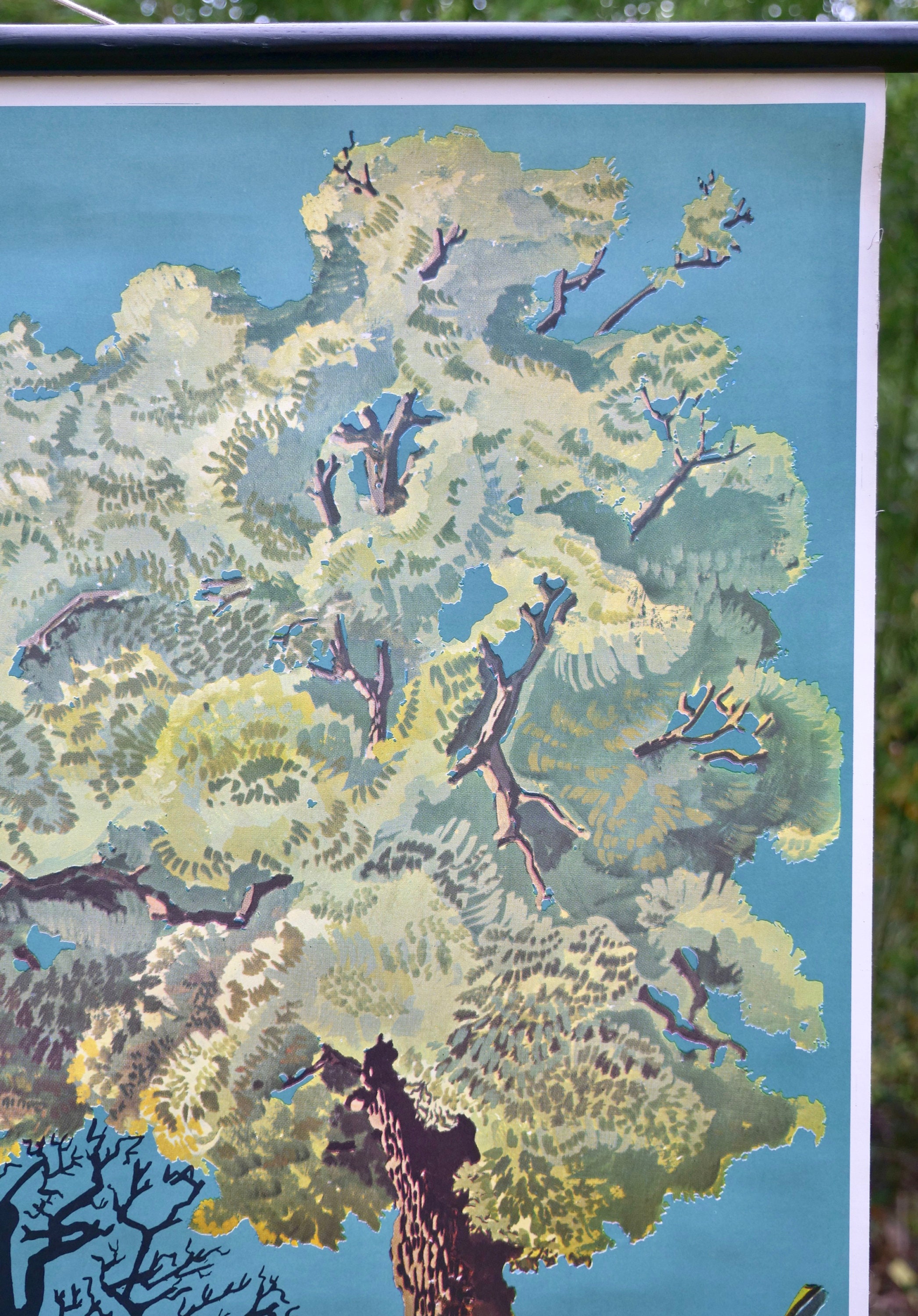 Vintage DECIDUOUS TREES School Chart TELLUS Verlag Original Educational ...