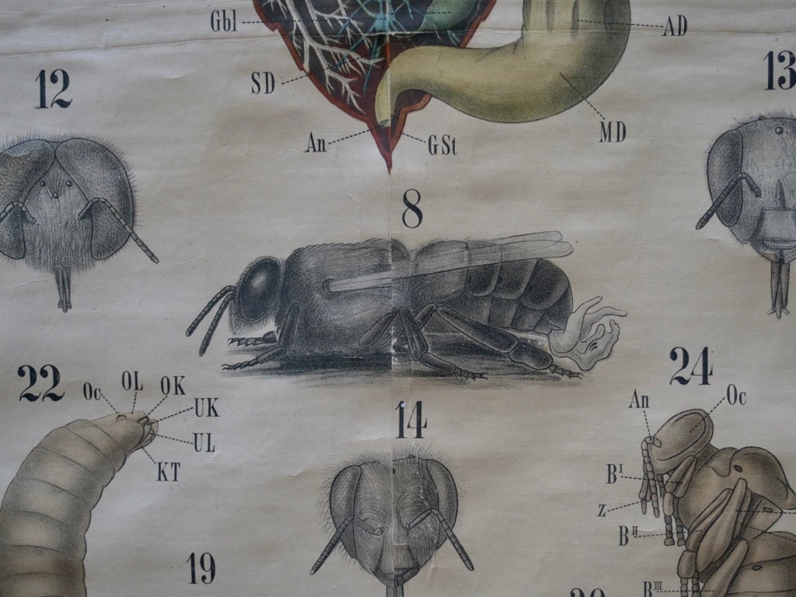 Vintage School Chart BEE Arthropoda. Insecta. Hymenoptera DR.LEUCKART ...