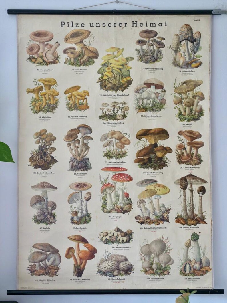 Vintage MUSHROOM School Chart Educational Chart Röhr Verlag - Etsy