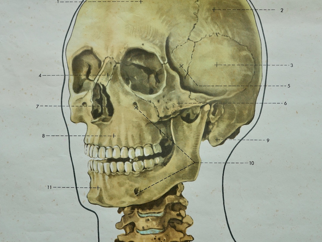 Vintage SKELETON School CHART Ernst Klett 50s Original Educational ...