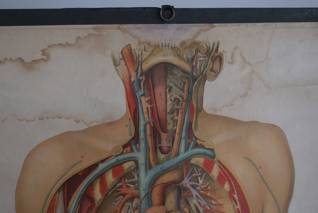 Vintage Human TORSO Anatomical CHART Original Educational Chart - Etsy