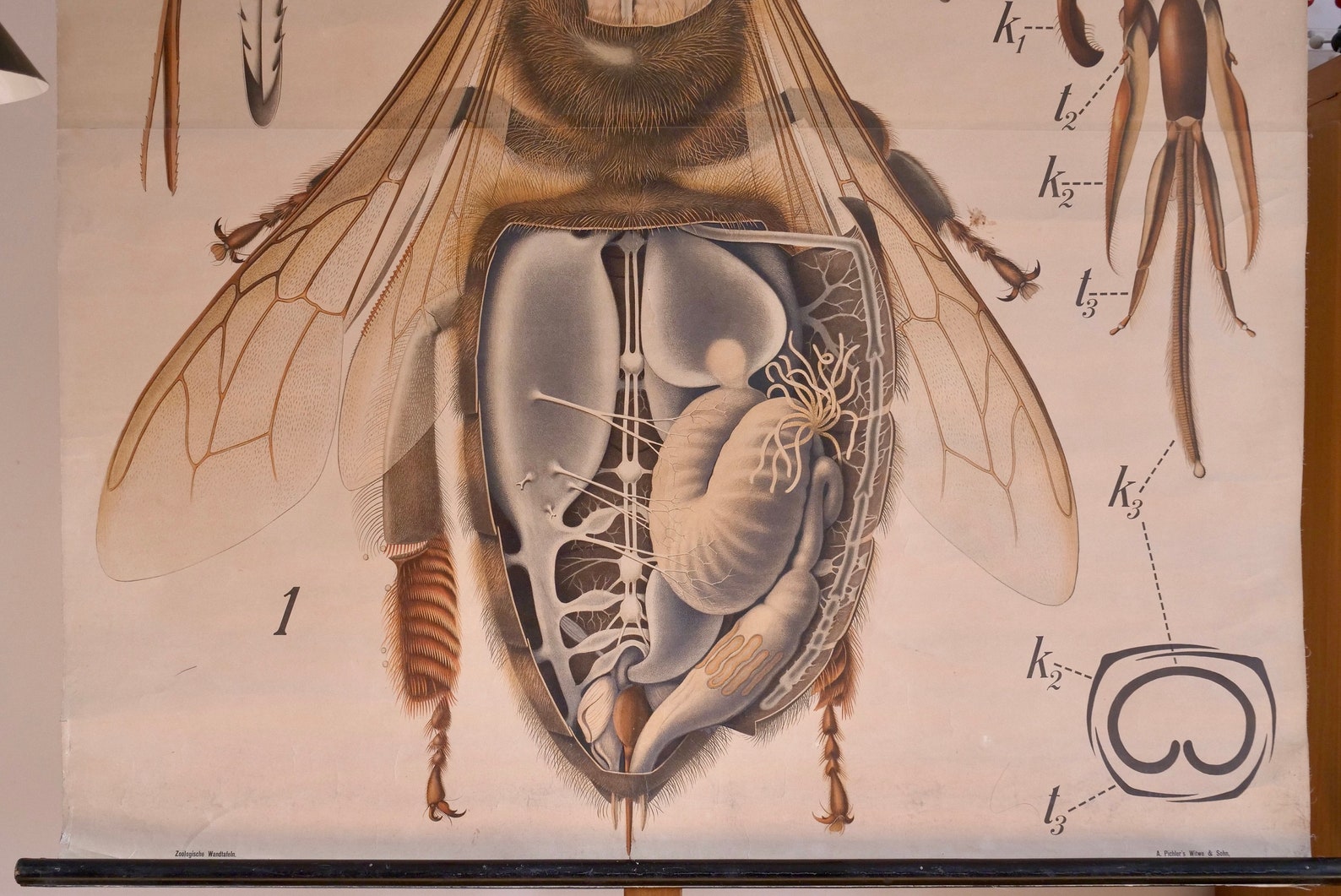 Vintage School Chart PFURTSCHELLER BEE Hymenoptera Apis Mellificia ...