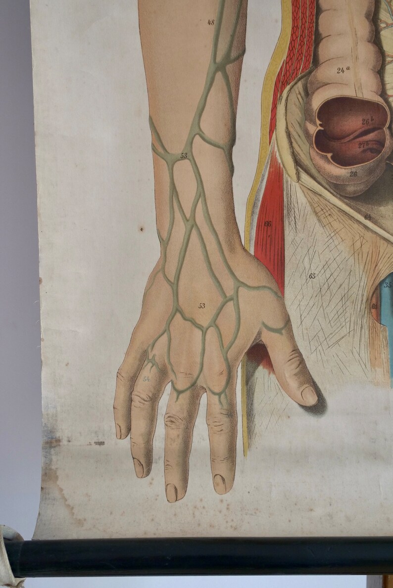 Vintage Human TORSO Anatomical CHART Original Educational Chart - Etsy