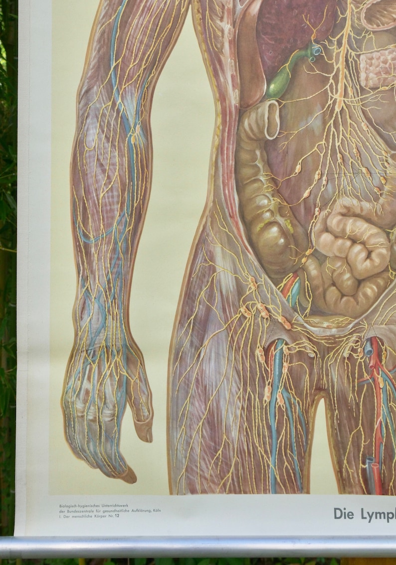 Vintage EMBRYOGENY School CHART Ernst Klett 60s Original Educational ...